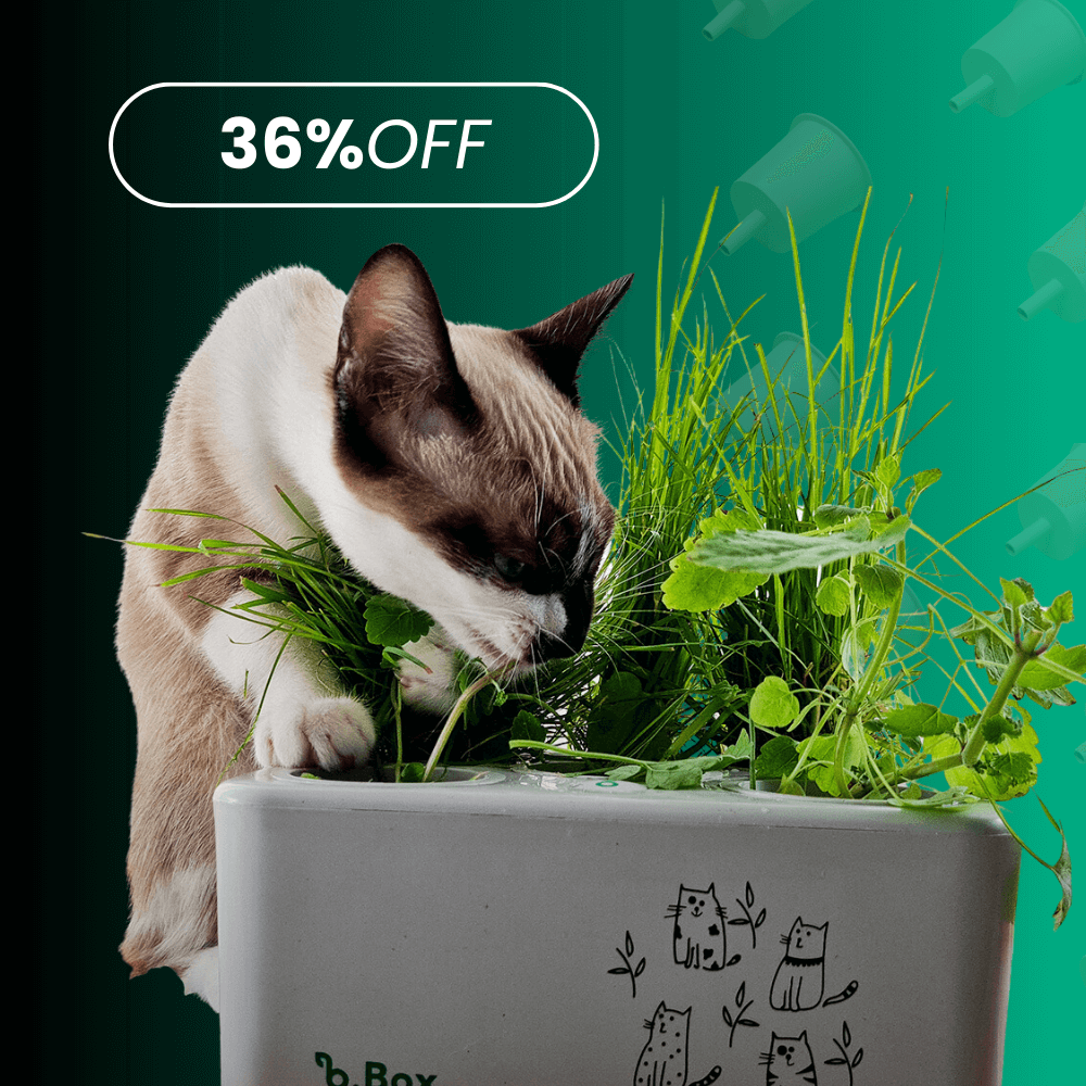 Brota Company - Brota Box Gatinhos - Horta Inteligente para Gatos